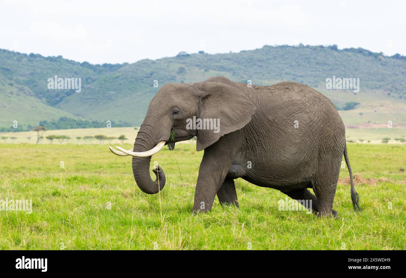 African Savanna or Bush Elephant Stock Photo - Alamy