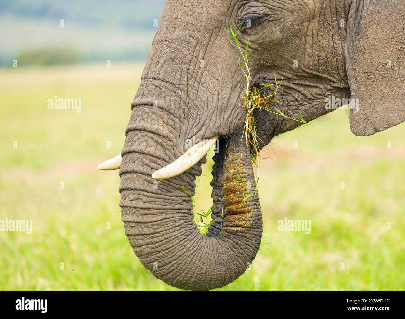 African Savanna or Bush Elephant Stock Photo - Alamy