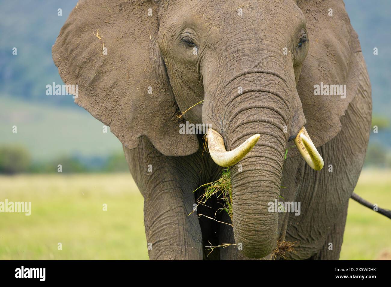 African Savanna or Bush Elephant Stock Photo - Alamy