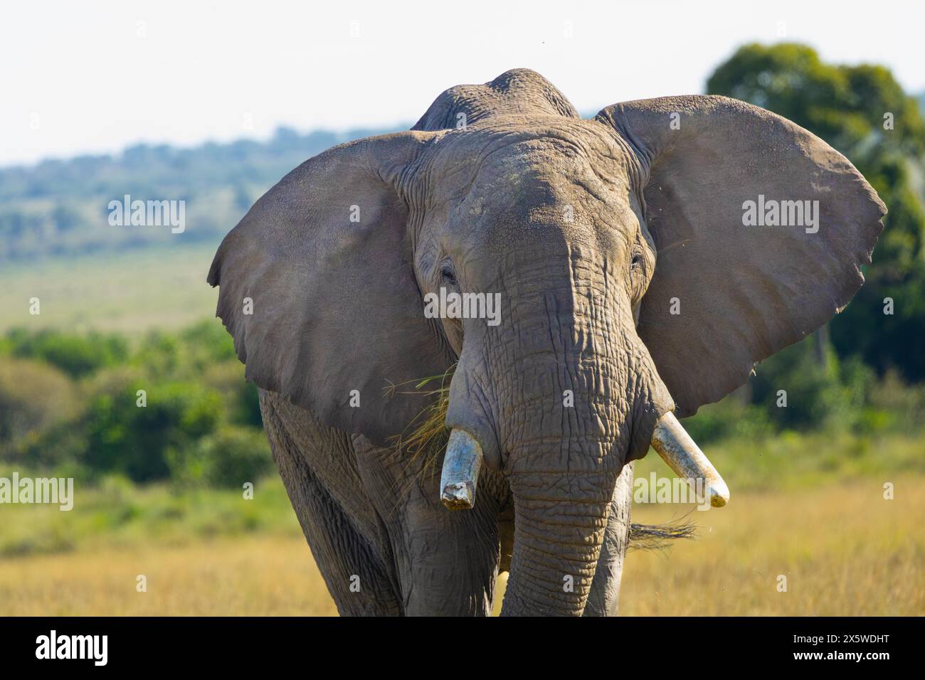 African Savanna or Bush Elephant Stock Photo - Alamy