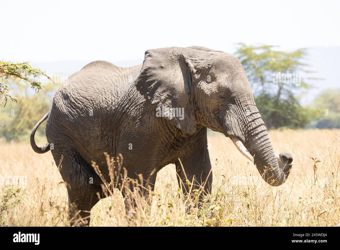 African anmial hi-res stock photography and images - Alamy