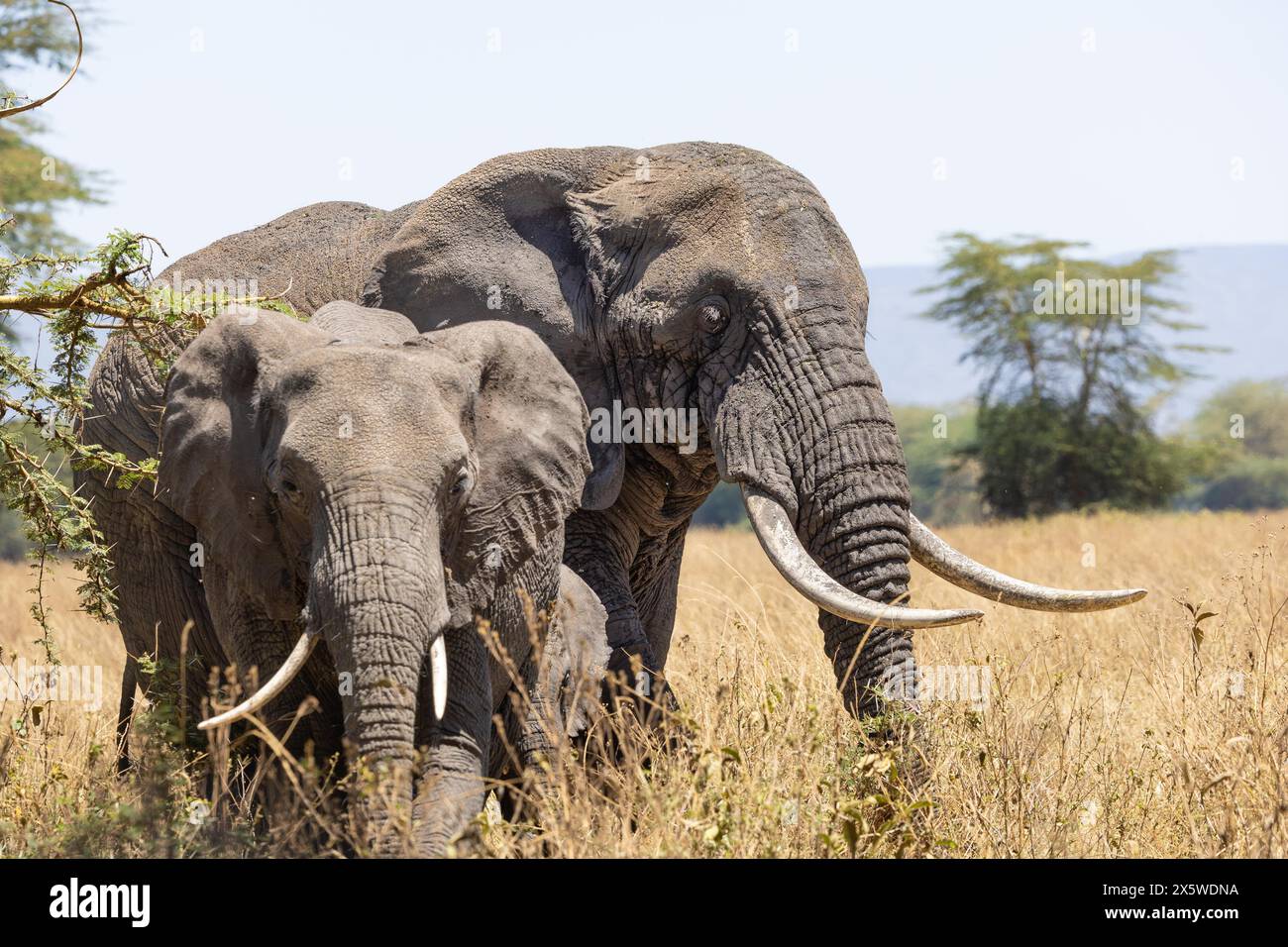 African Savanna or Bush Elephant Stock Photo - Alamy