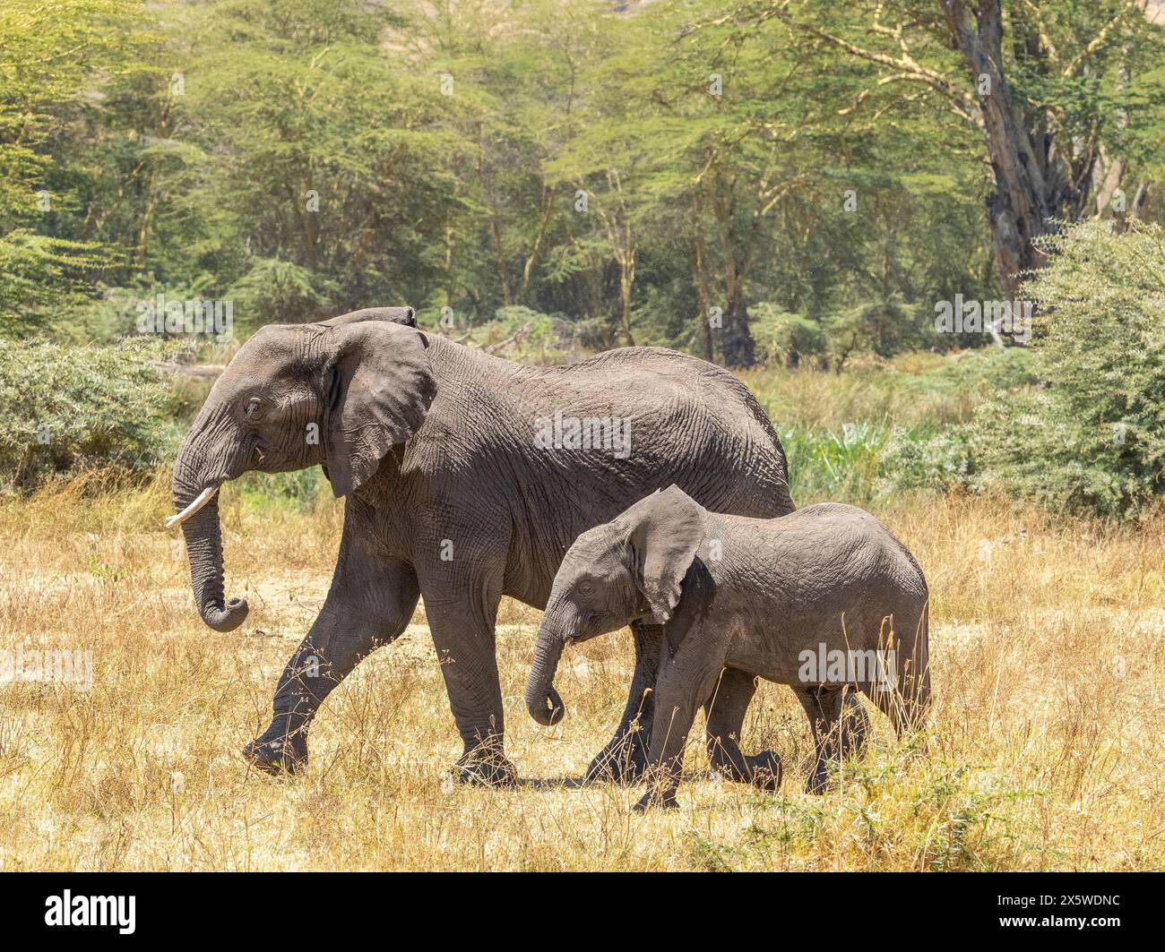 African Savanna or Bush Elephant Stock Photo - Alamy