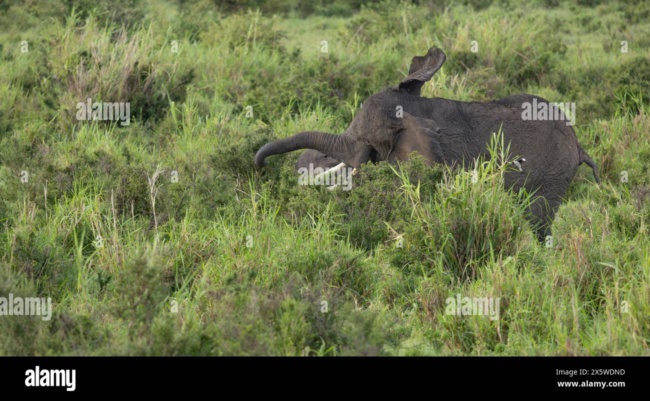 African Savanna or Bush Elephant Stock Photo - Alamy