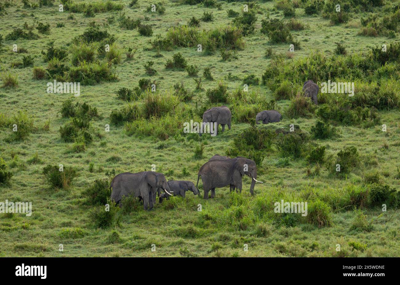 African Savanna or Bush Elephant Stock Photo - Alamy