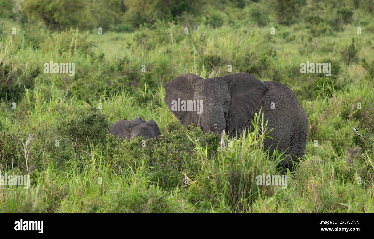 African Savanna or Bush Elephant Stock Photo - Alamy