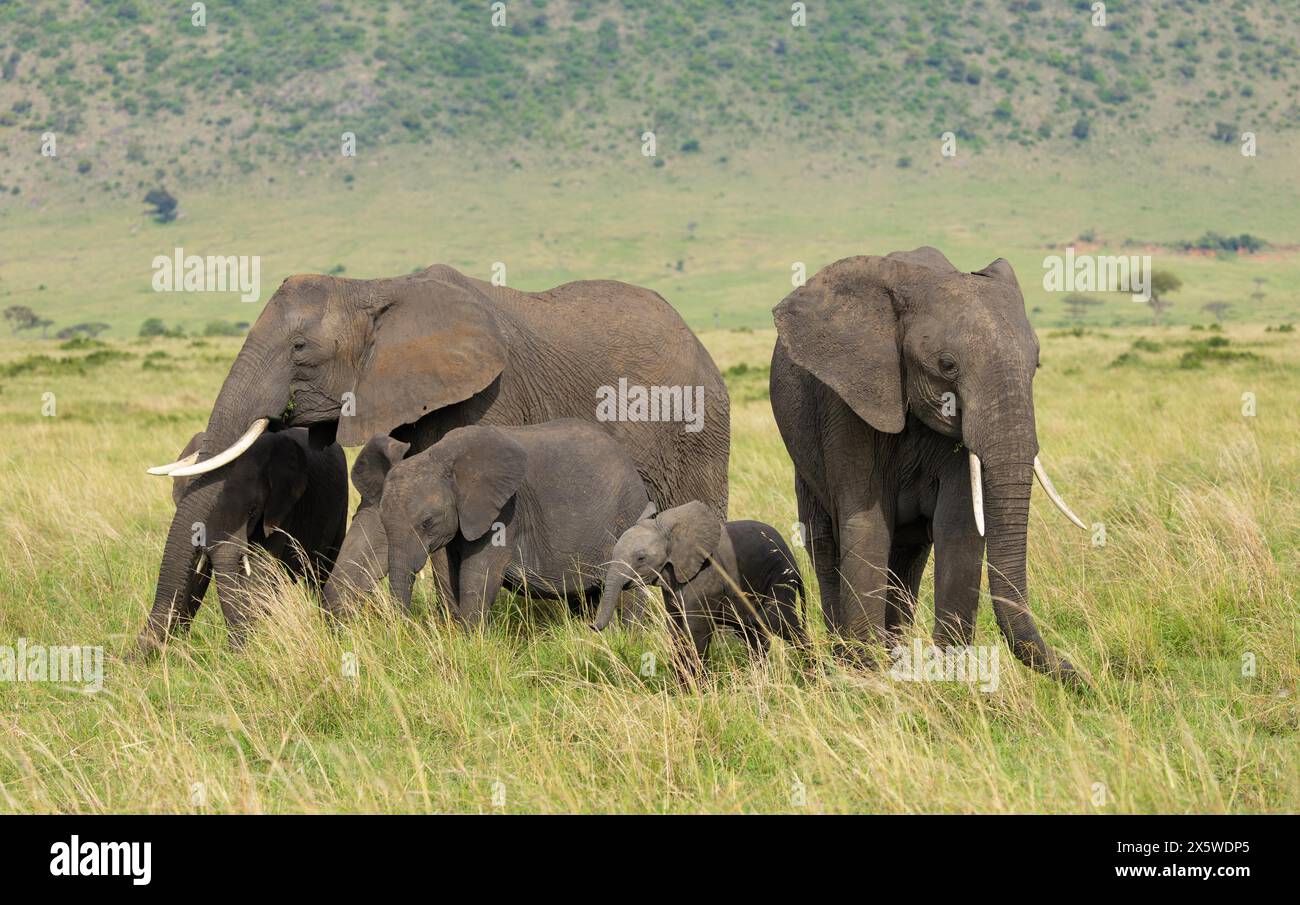 African Savanna or Bush Elephant Stock Photo - Alamy