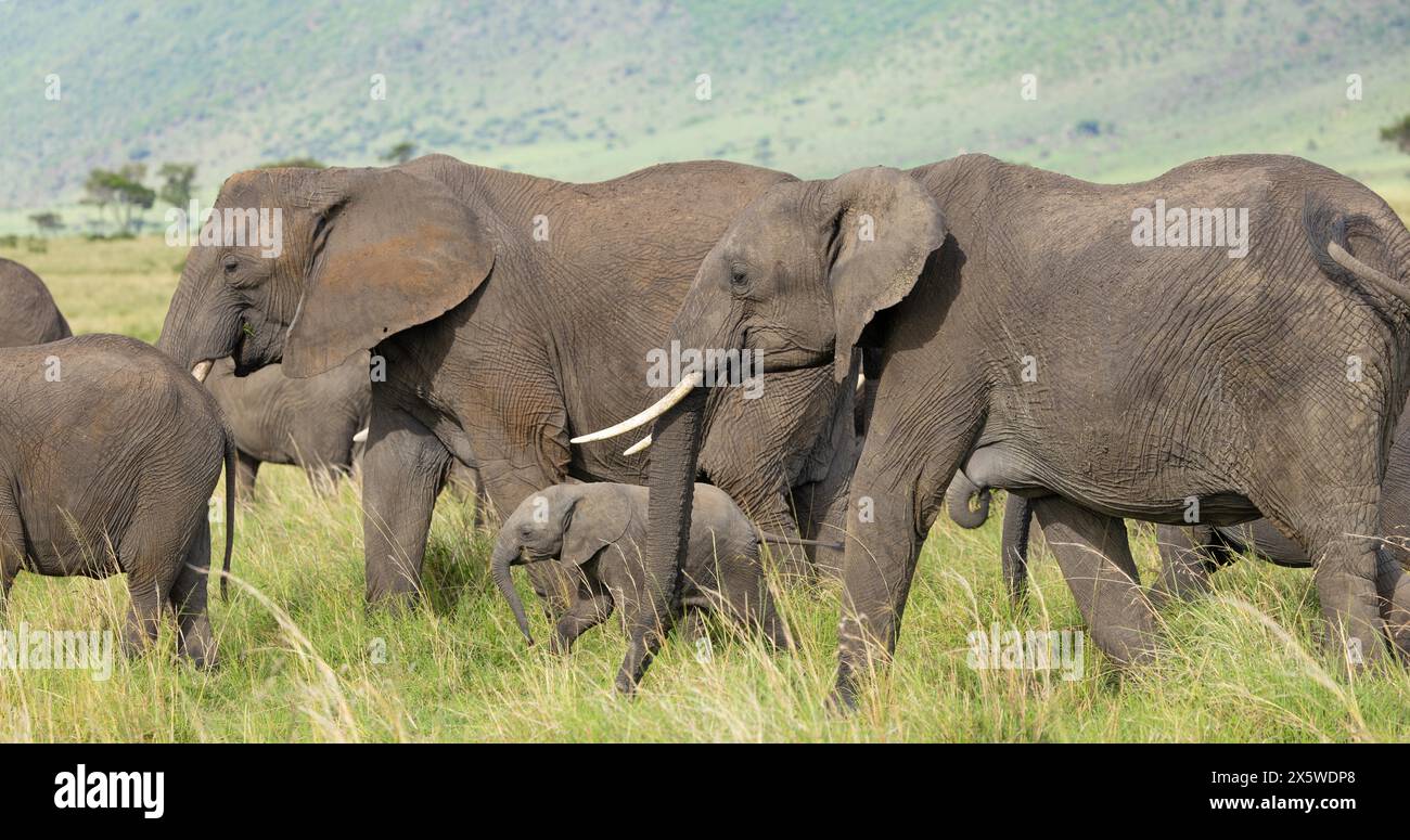 African Savanna or Bush Elephant Stock Photo - Alamy