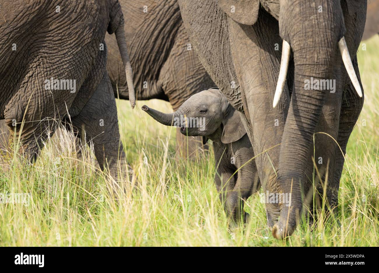 African Savanna or Bush Elephant Stock Photo - Alamy
