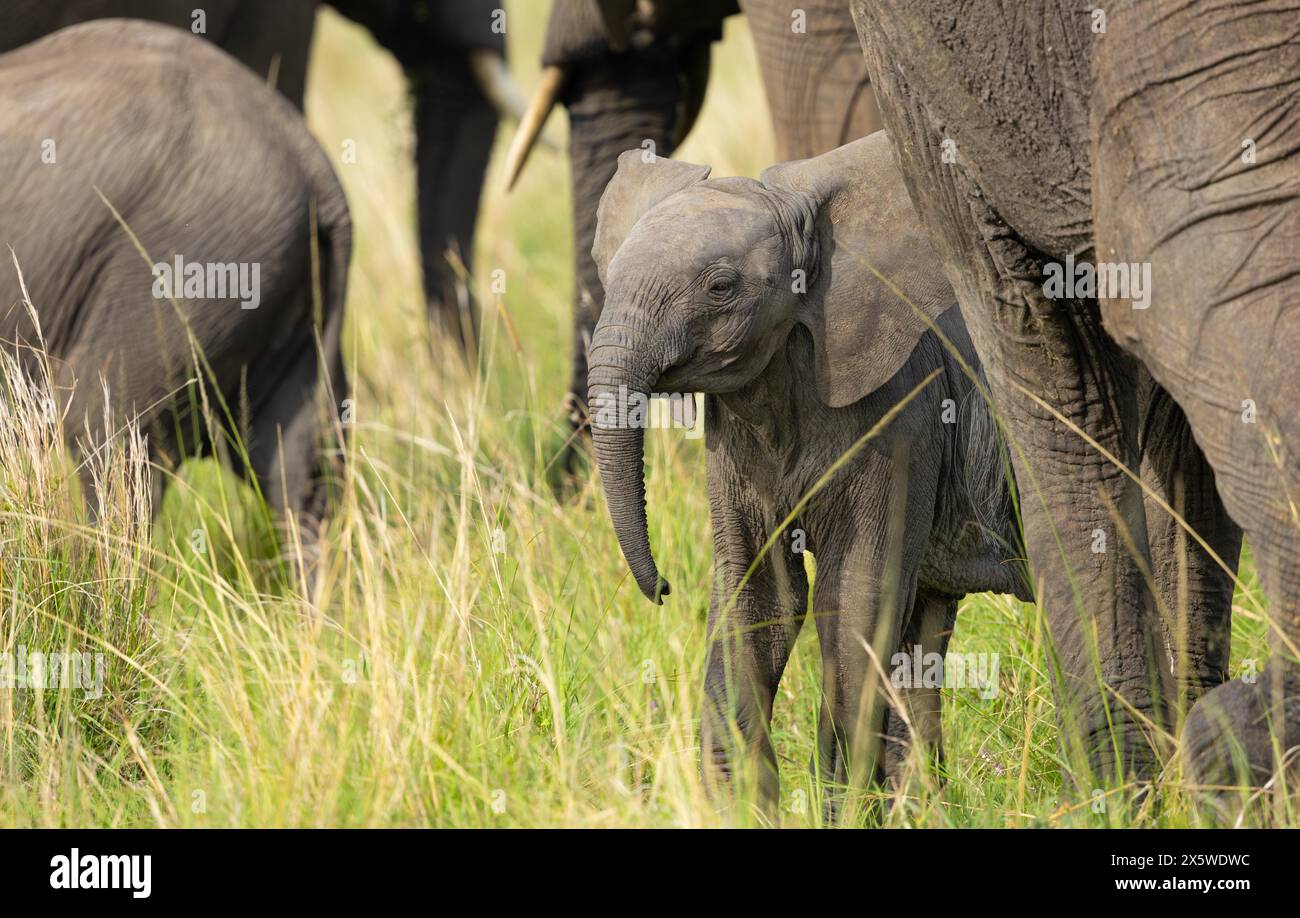 African Savanna or Bush Elephant Stock Photo - Alamy