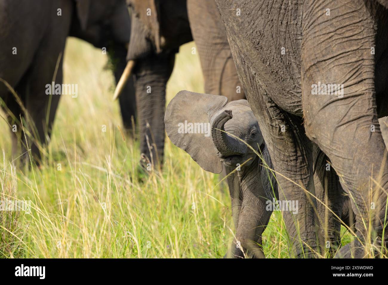 African anmial hi-res stock photography and images - Alamy