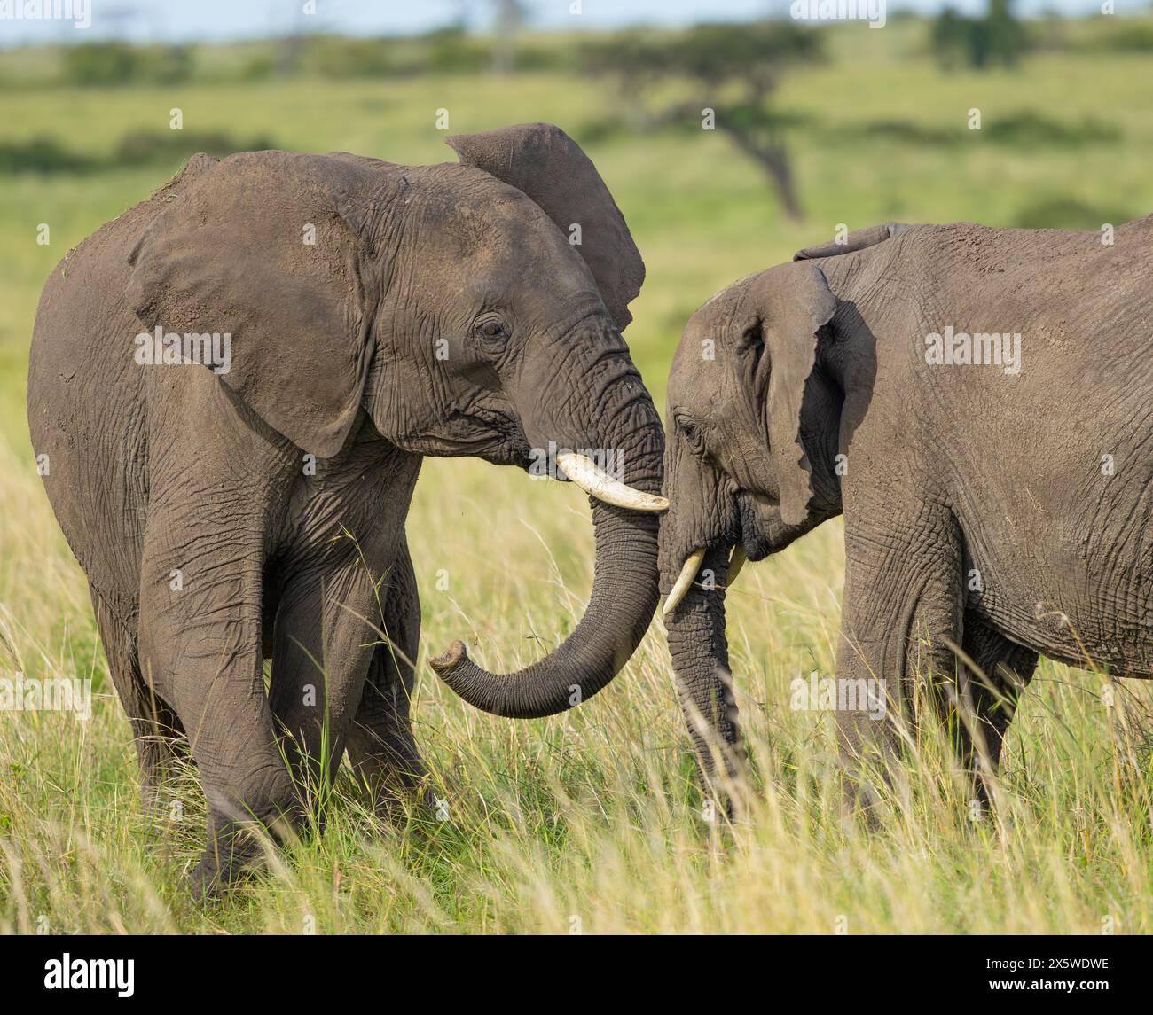 African Savanna or Bush Elephant Stock Photo - Alamy