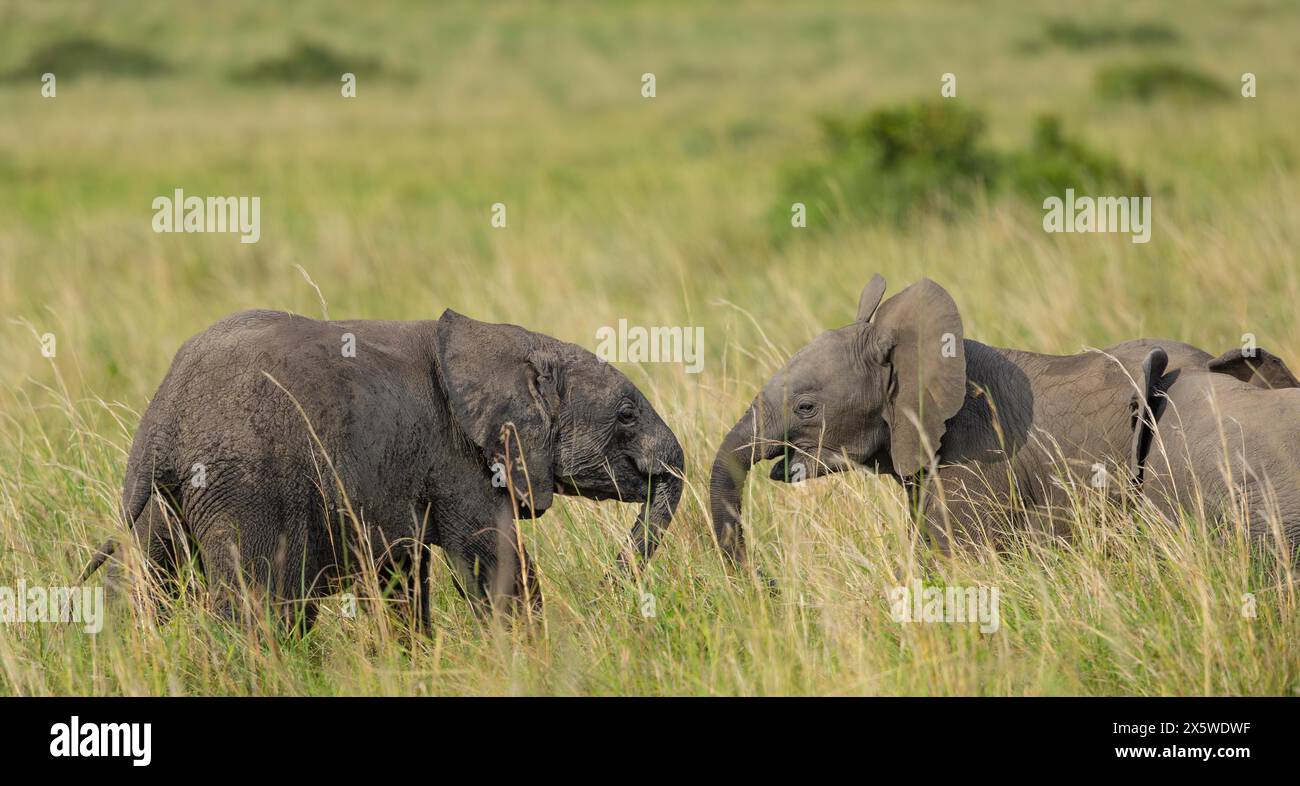 African Savanna or Bush Elephant Stock Photo - Alamy