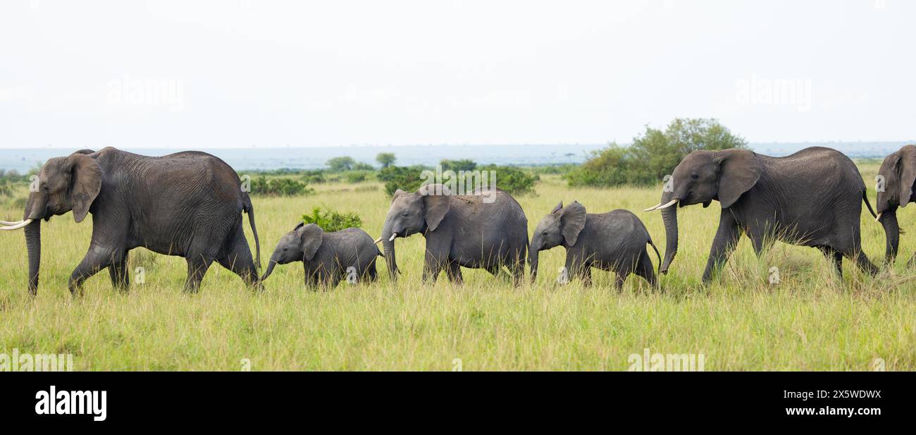 Largest elephant species hi-res stock photography and images - Alamy