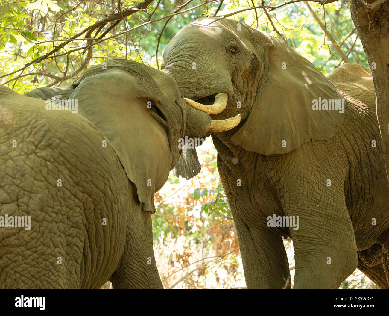 African Savanna or Bush Elephant Stock Photo - Alamy