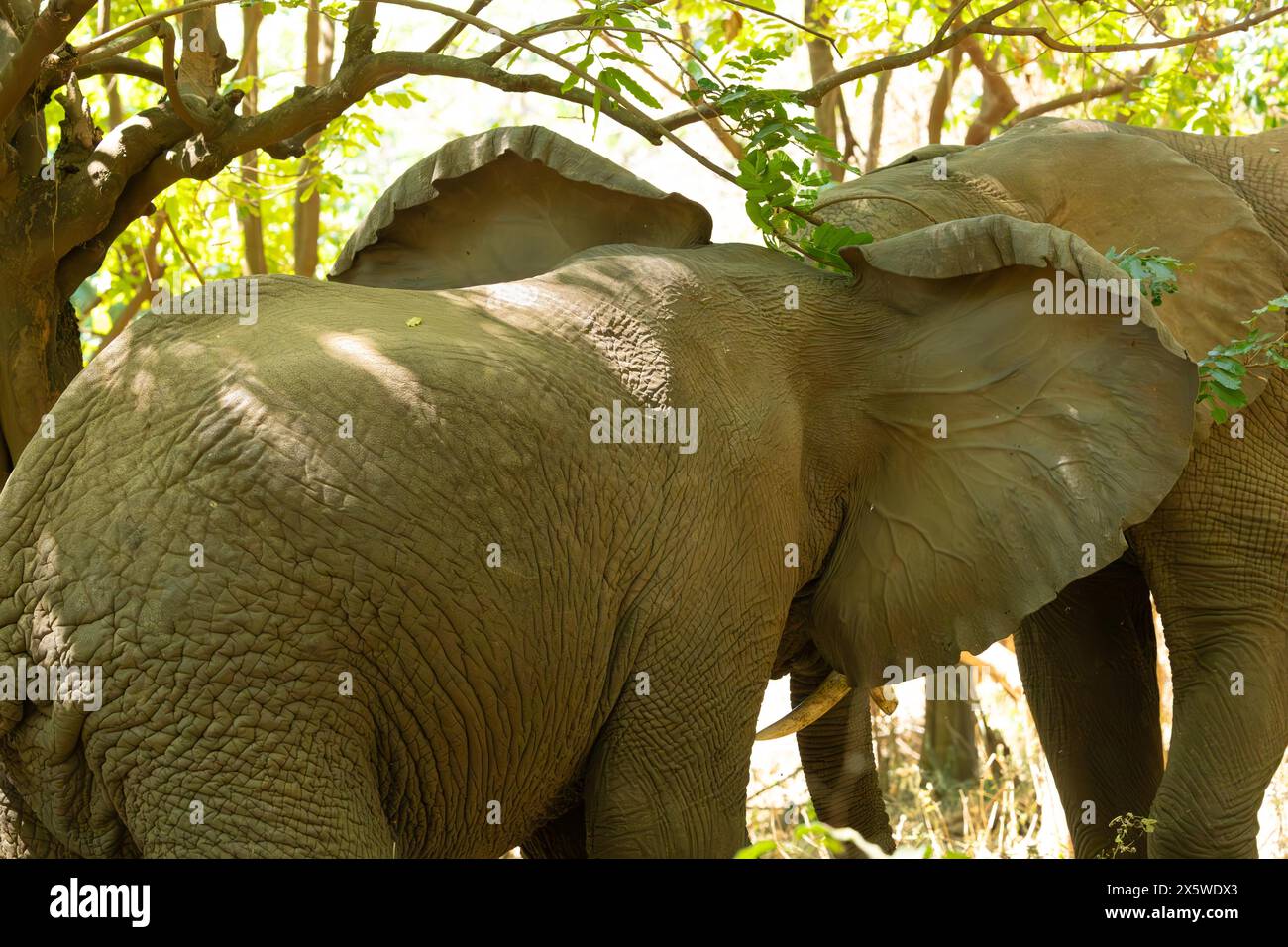 Long tusked african elephant hi-res stock photography and images - Alamy