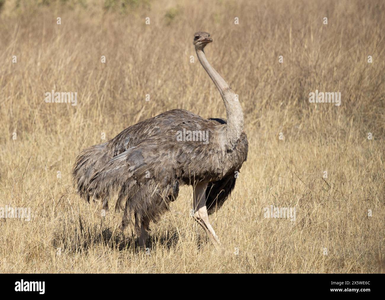 Common Ostrich, Ngoro Ngoro Crater, Tanzania Stock Photo - Alamy