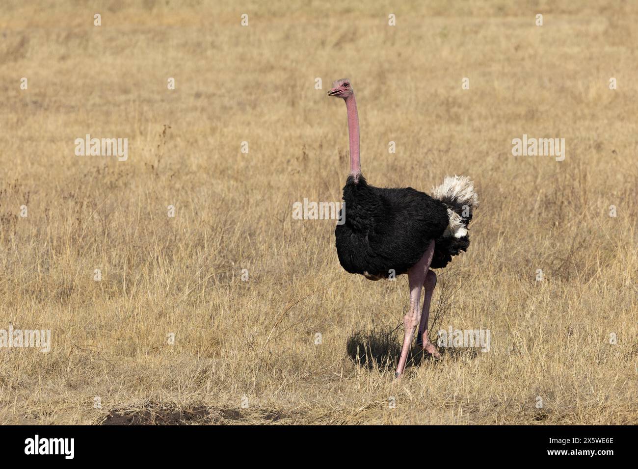 Common Ostrich, Ngoro Ngoro Crater, Tanzania Stock Photo - Alamy