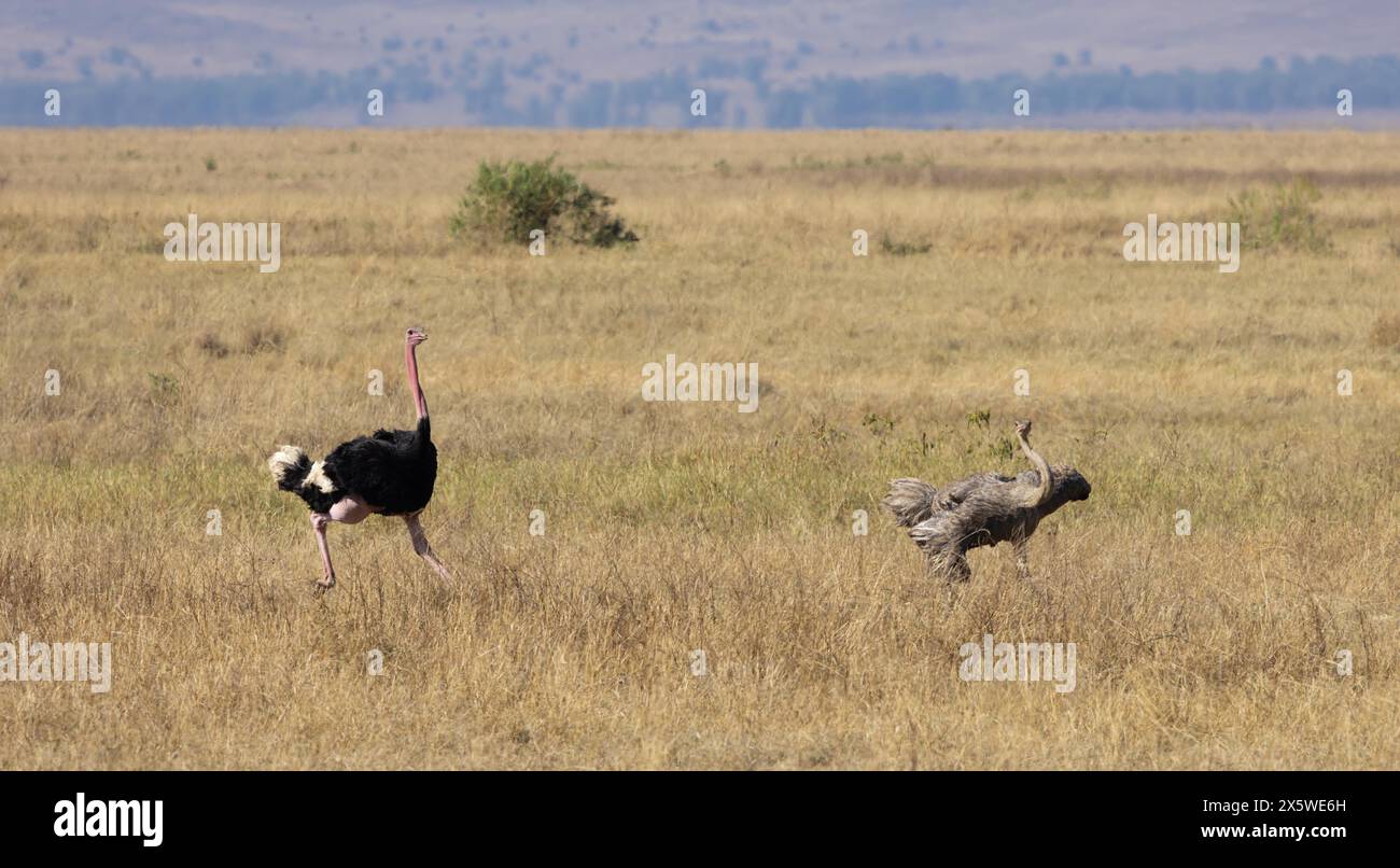 Common Ostrich, Ngoro Ngoro Crater, Tanzania Stock Photo - Alamy