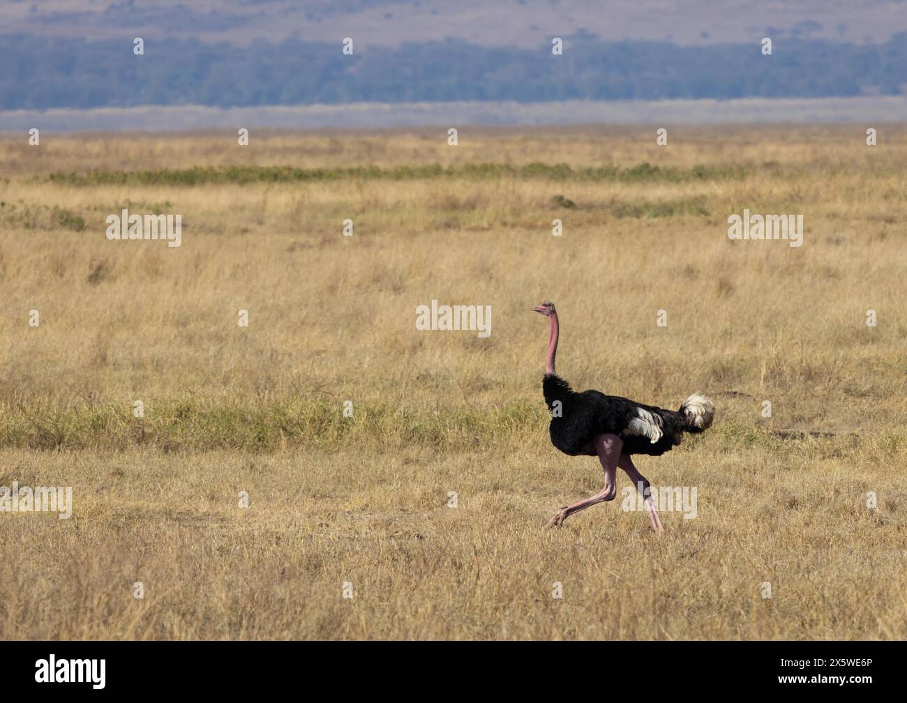 Common Ostrich, Ngoro Ngoro Crater, Tanzania Stock Photo - Alamy