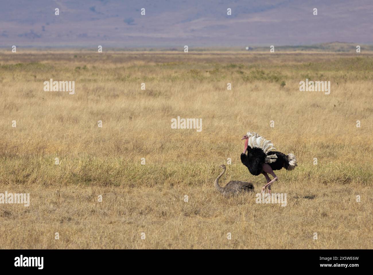 Common Ostrich, Ngoro Ngoro Crater, Tanzania Stock Photo - Alamy