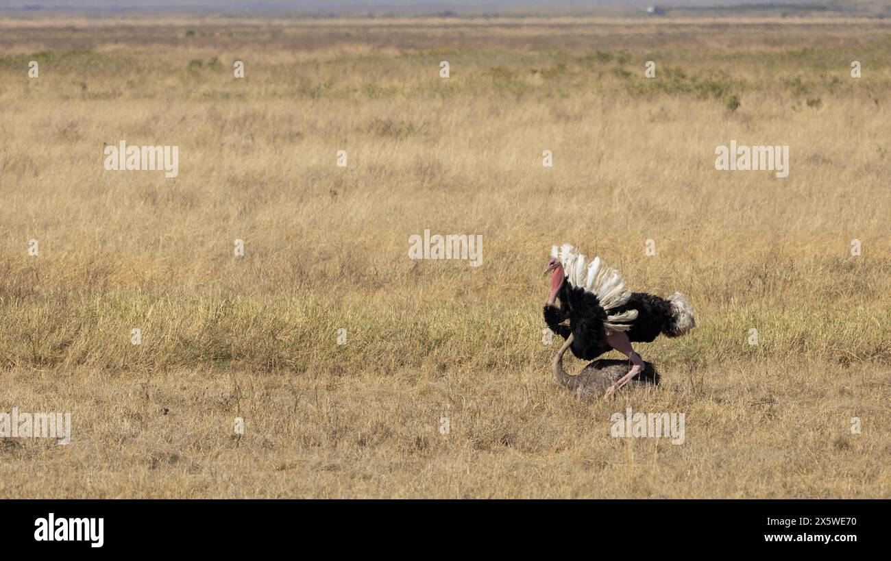 Common Ostrich, Ngoro Ngoro Crater, Tanzania Stock Photo - Alamy