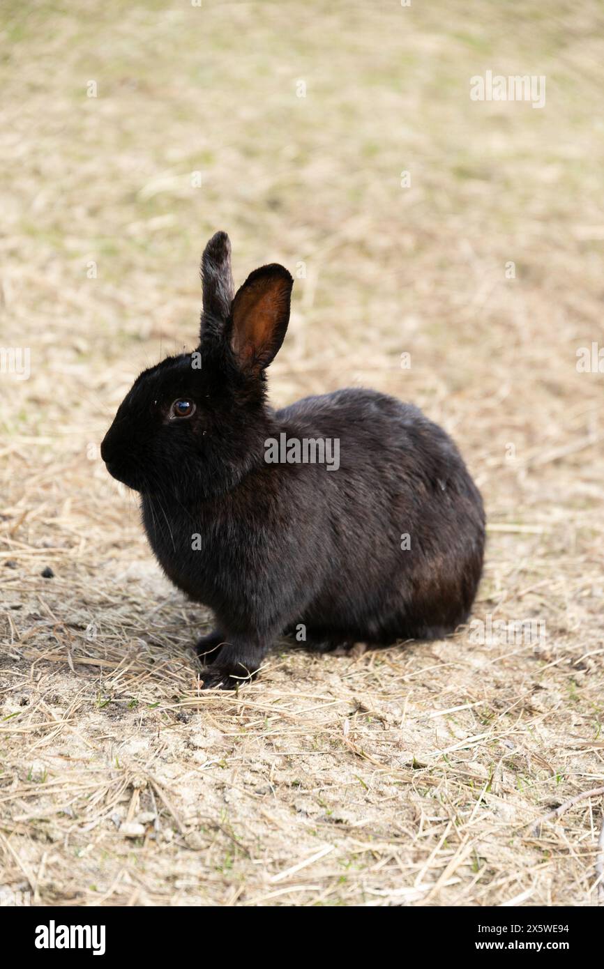 Black Rabbit Sitting on Dry Grass Field Stock Photo - Alamy