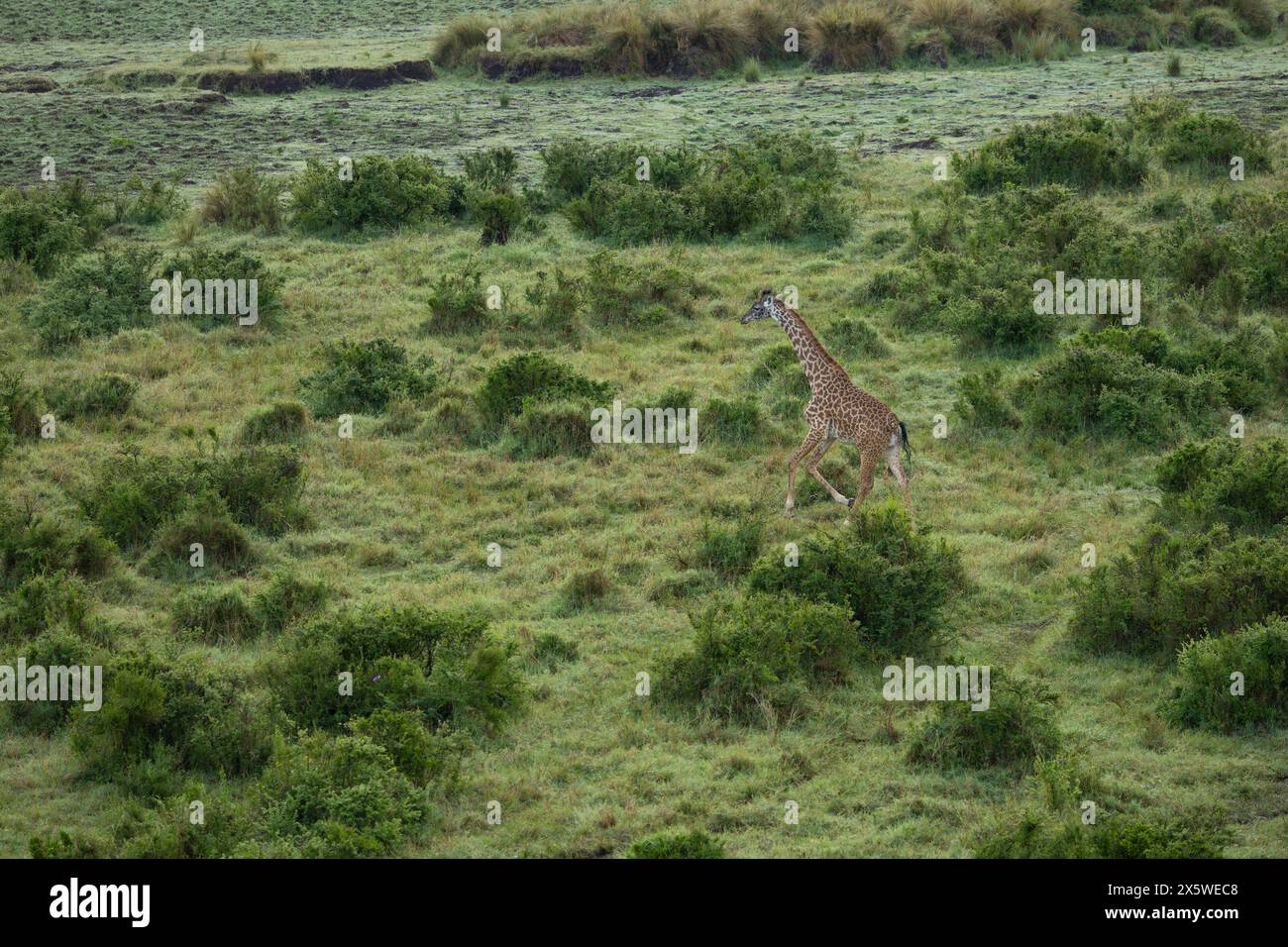 Masai Giraffe Running Stock Photo - Alamy