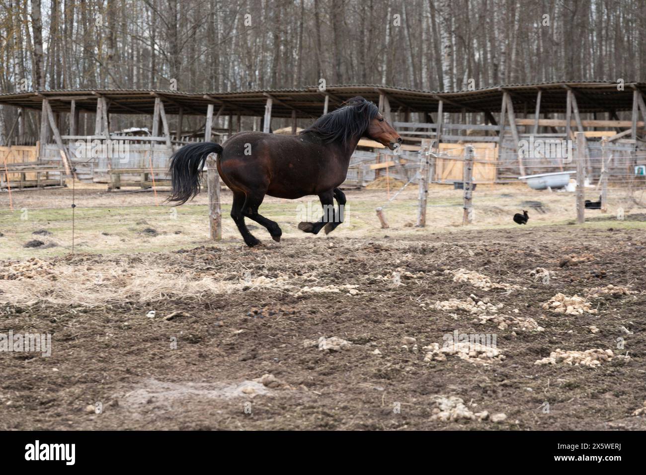 Horse Galloping in Fenced Area Stock Photo - Alamy