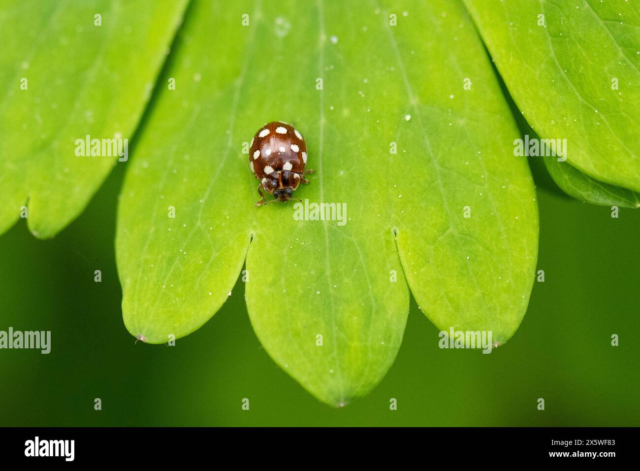 Ladybird cream spot uk hi-res stock photography and images - Alamy
