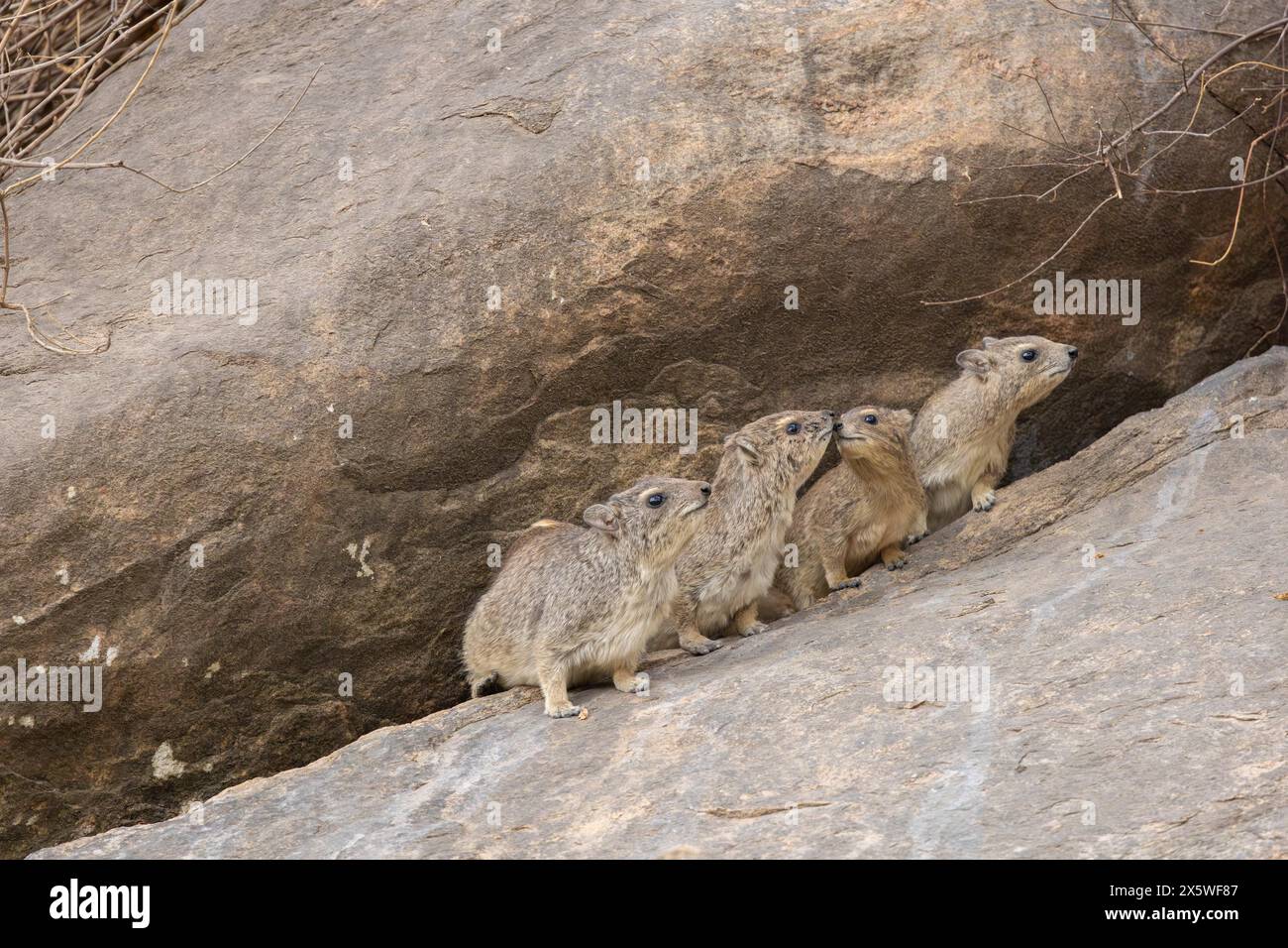 Rock hyrax group hi-res stock photography and images - Alamy