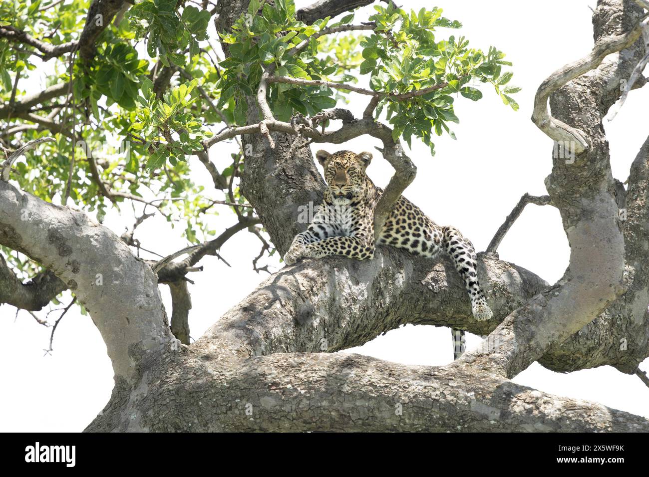 Female African leopard resting on a tree branch. Masai Mara Game ...