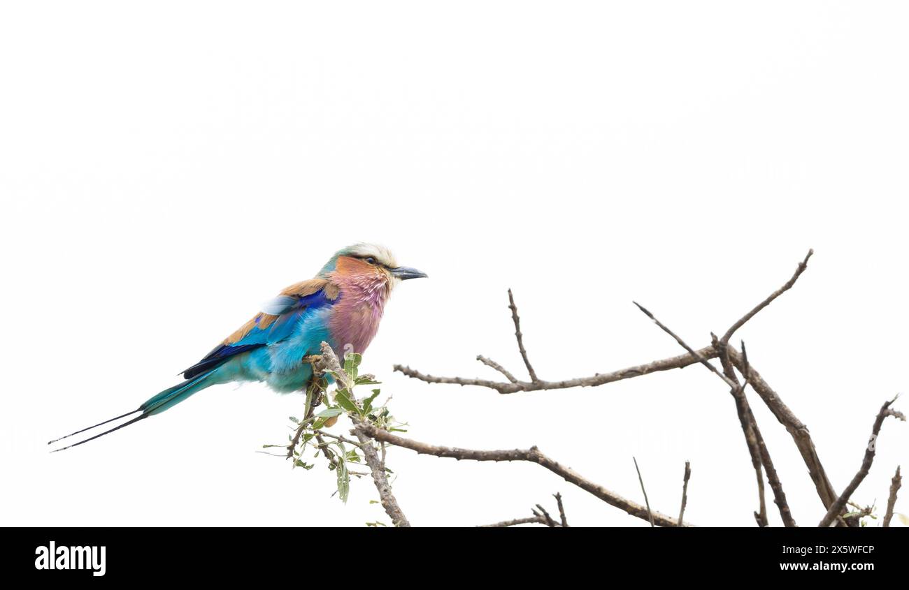 East african roller hi-res stock photography and images - Alamy
