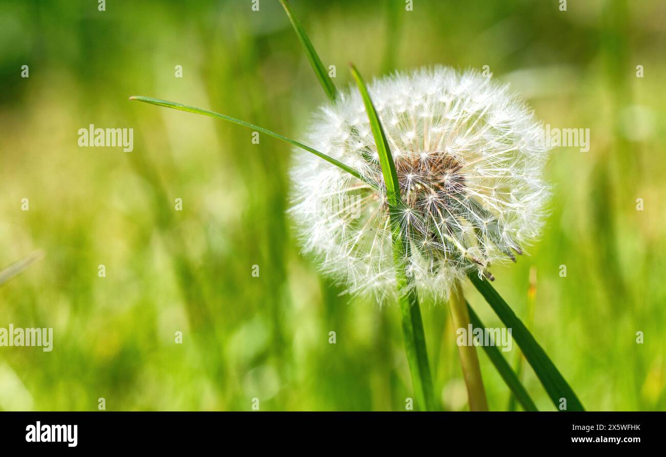 Dandelion clock head with a single blade of grass through it, blurred ...