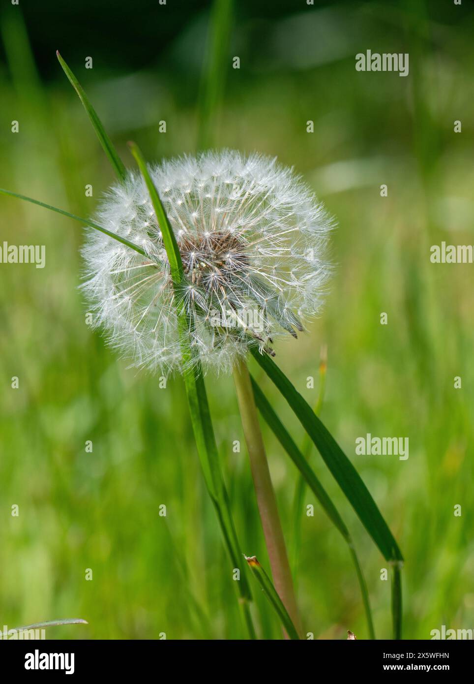 Dandelion clock head with a single blade of grass through it, blurred ...