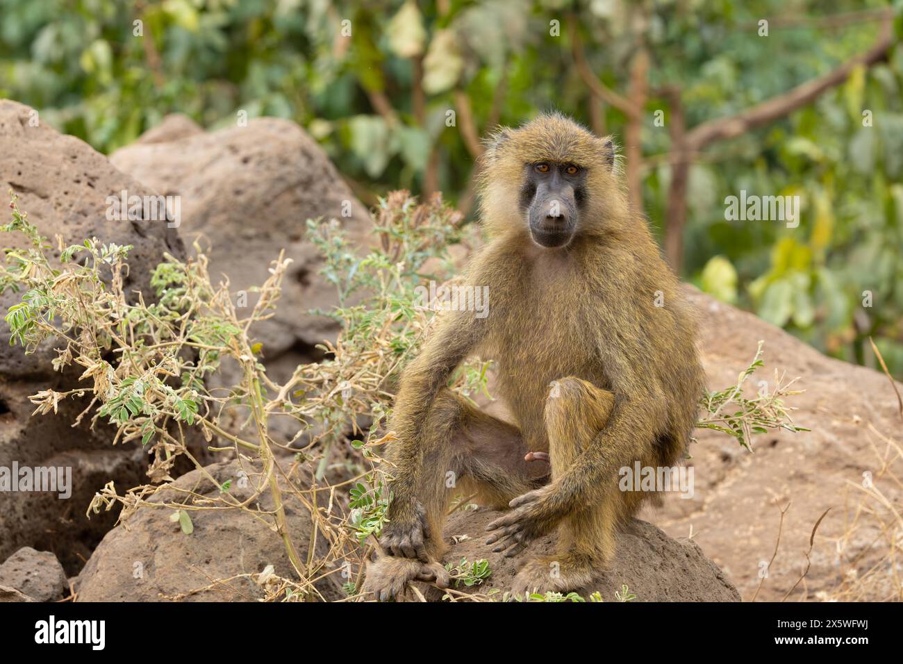 Olive baboon lake manyara national park hi-res stock photography and ...