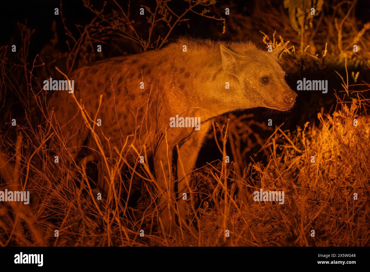 Hyena hyena hi-res stock photography and images - Alamy