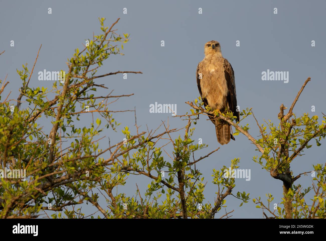 Arid area raptor hi-res stock photography and images - Alamy