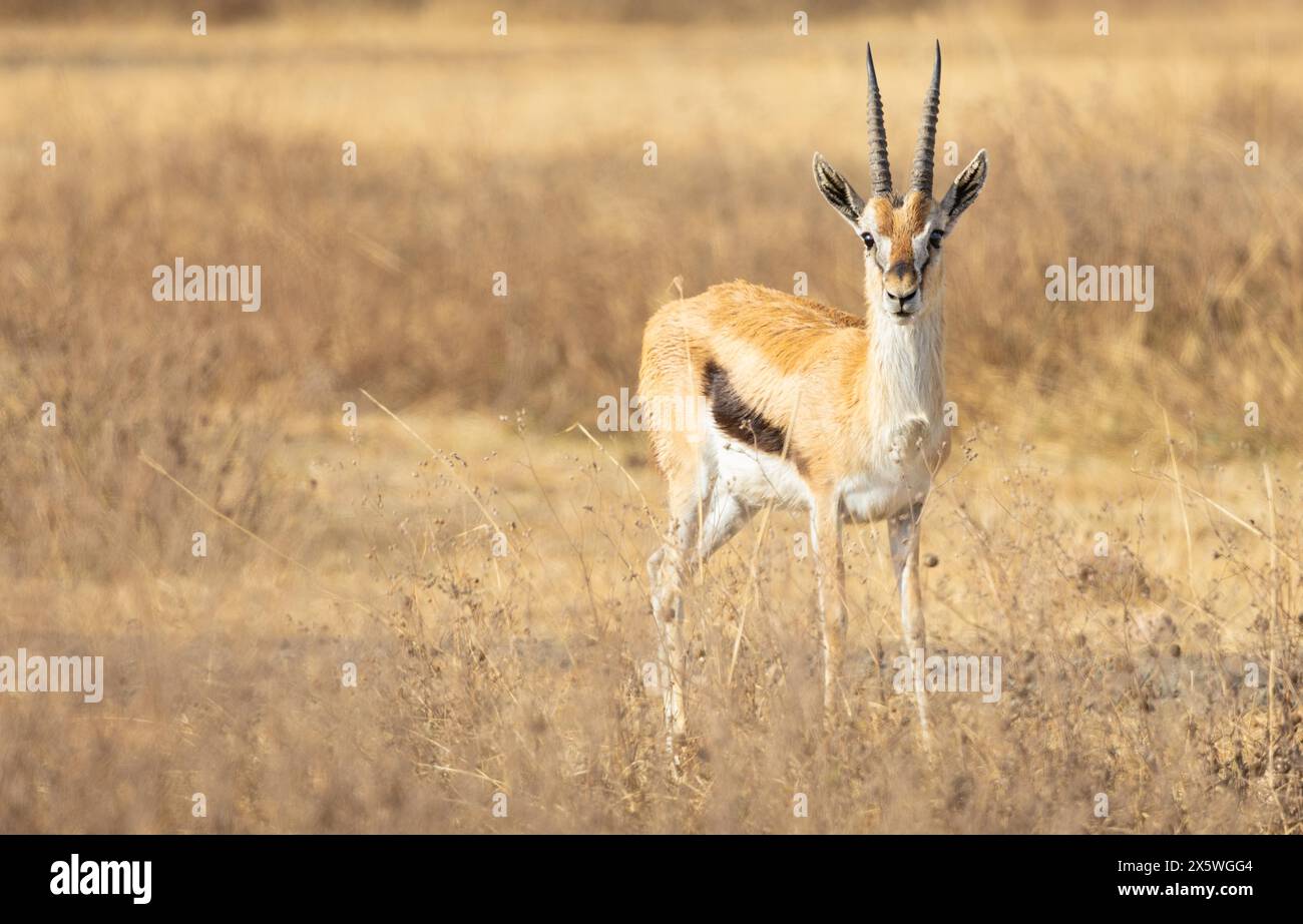 Grasslands gazelle hi-res stock photography and images - Alamy