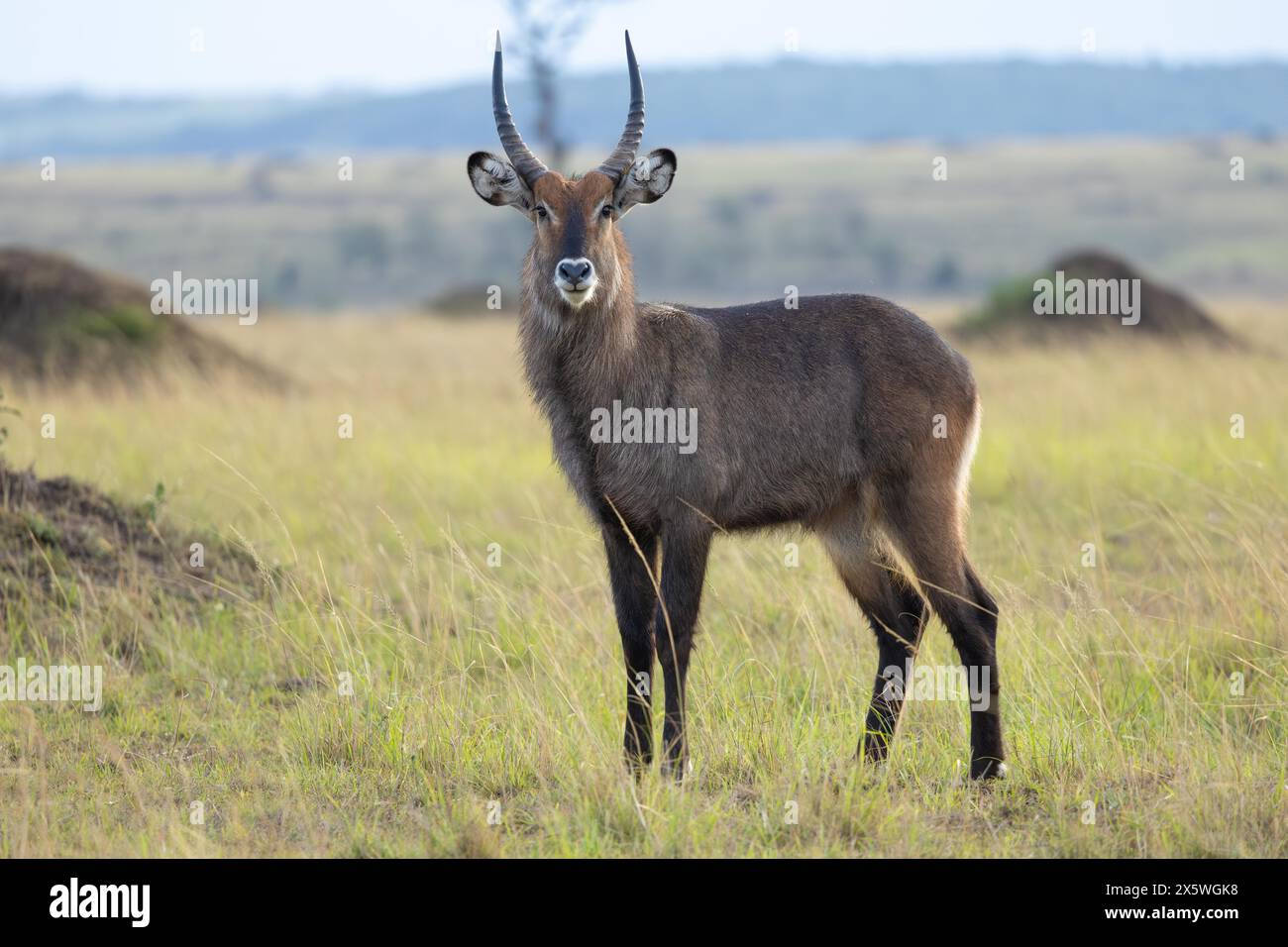 One waterbuck grazing hi-res stock photography and images - Alamy