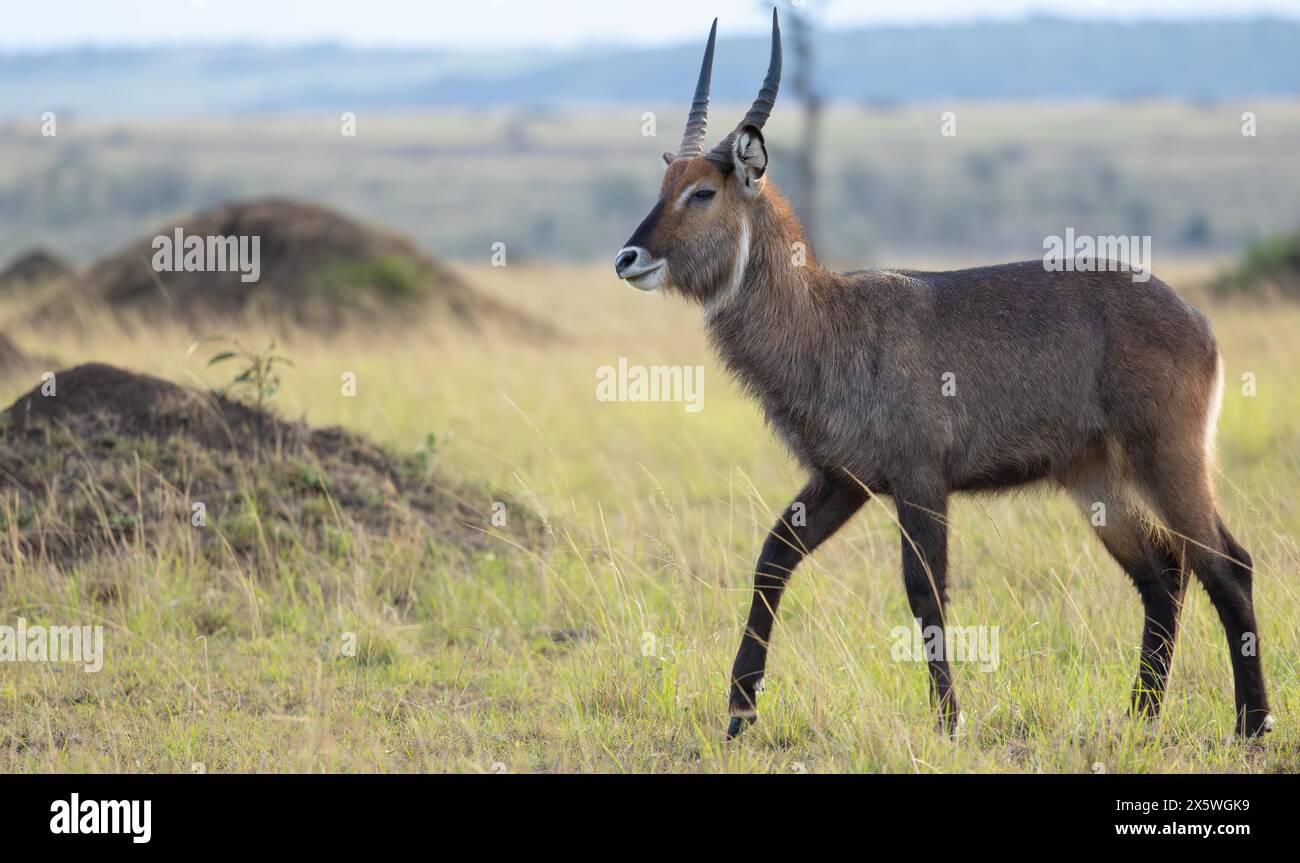 One waterbuck grazing hi-res stock photography and images - Alamy