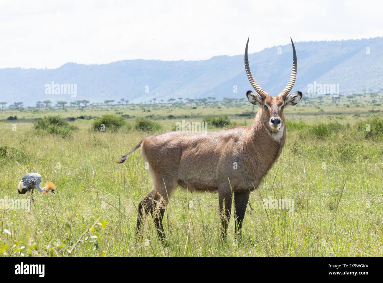 One of the heaviest antelopes hi-res stock photography and images - Alamy