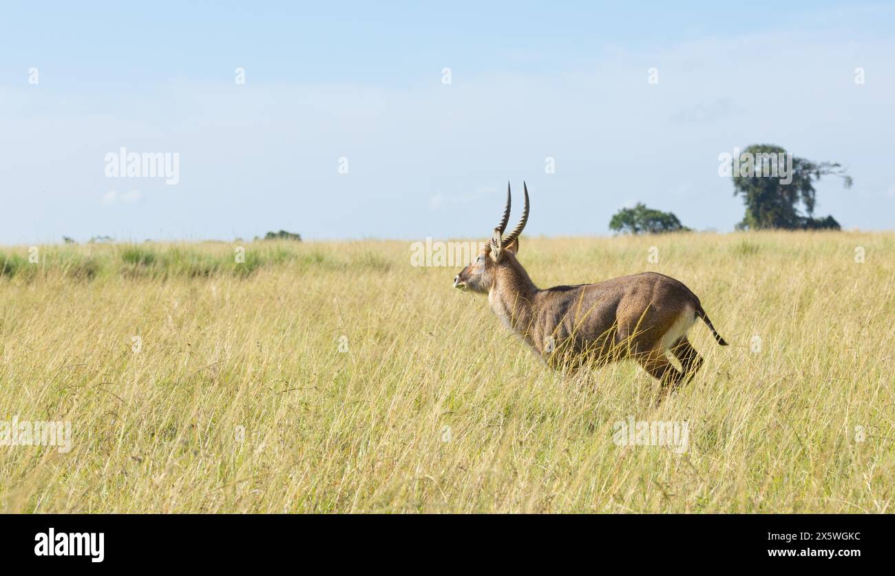 One waterbuck grazing hi-res stock photography and images - Alamy