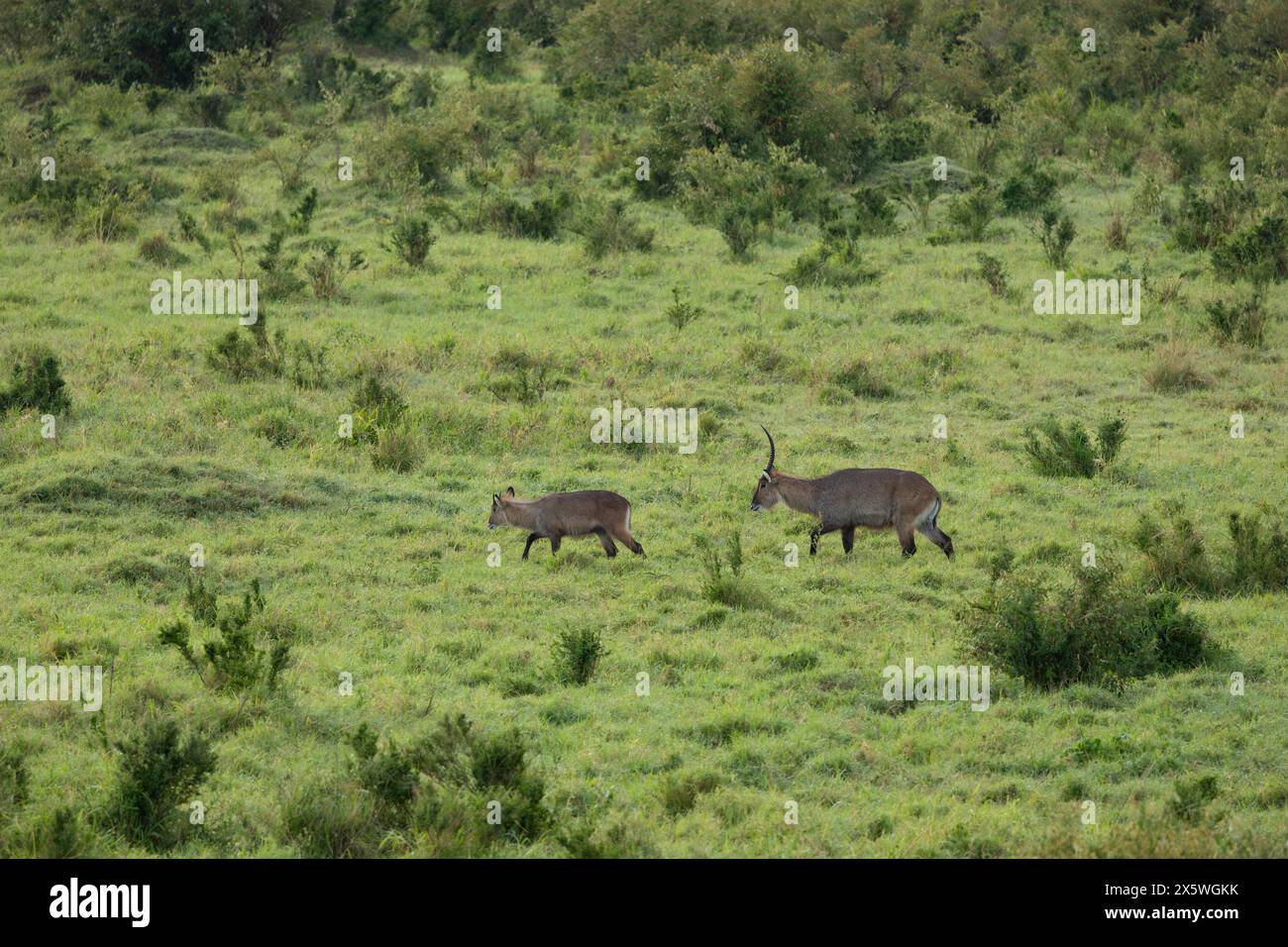 One waterbuck grazing hi-res stock photography and images - Alamy