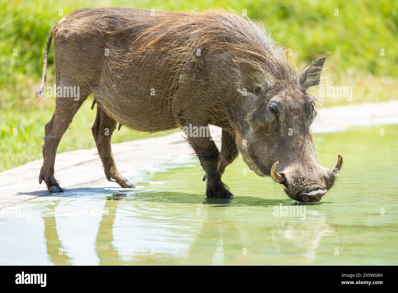 Sub saharan africa widlife hi-res stock photography and images - Alamy