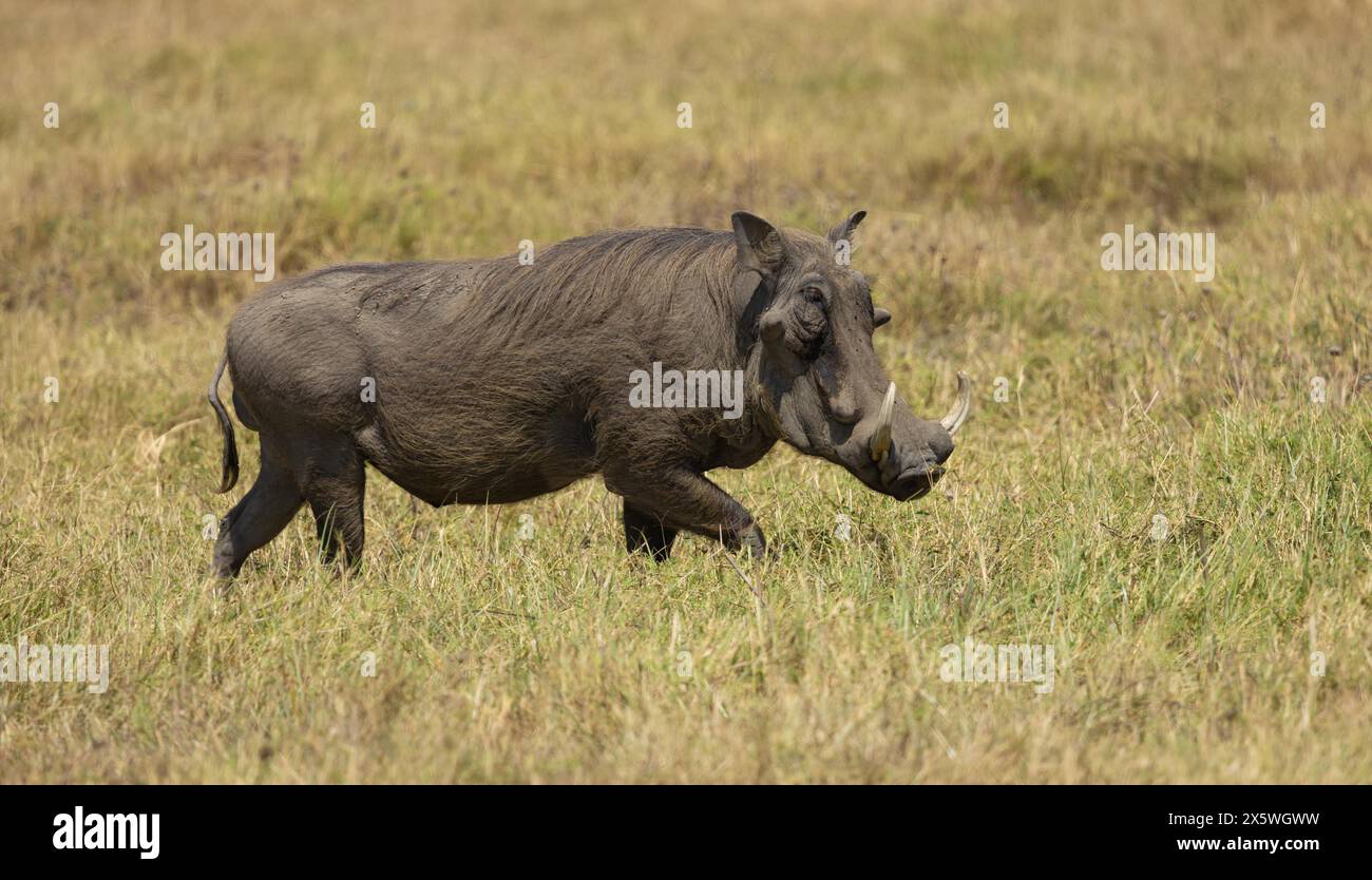 Warthog burrow hi-res stock photography and images - Alamy
