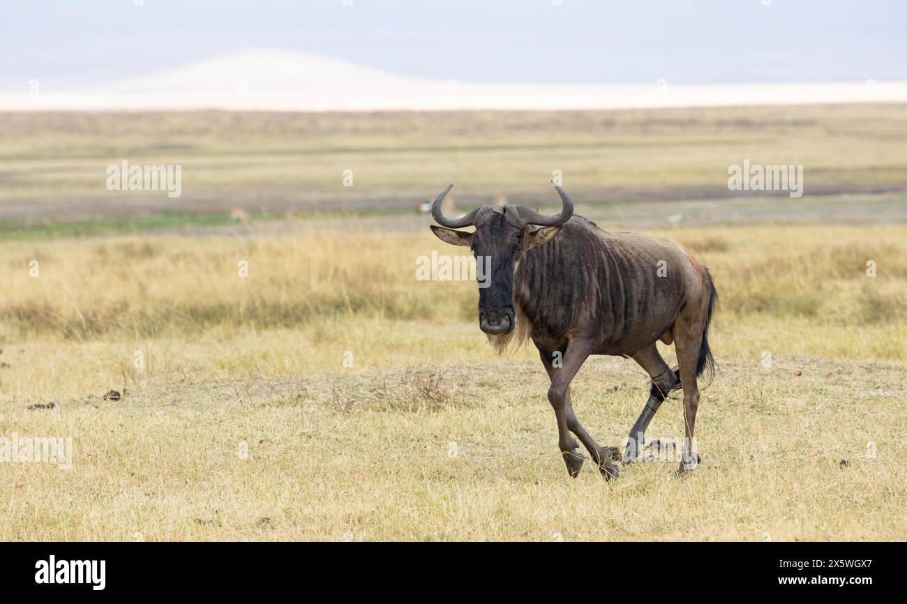 Single wildebeest walking in the Ngoro Ngoro Crater, Tanzania Stock ...