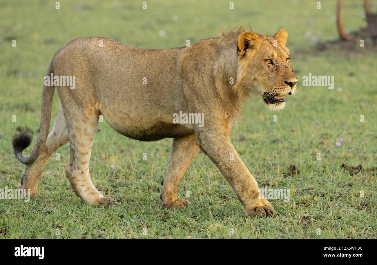 Alpha male lion hi-res stock photography and images - Alamy
