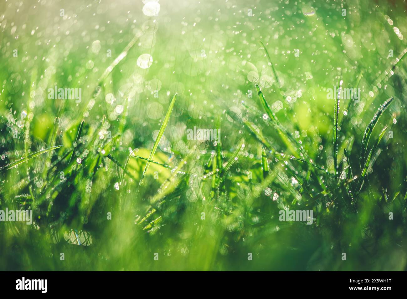 Grass with rain drops. Watering lawn. Rain. Blurred Grass Background ...