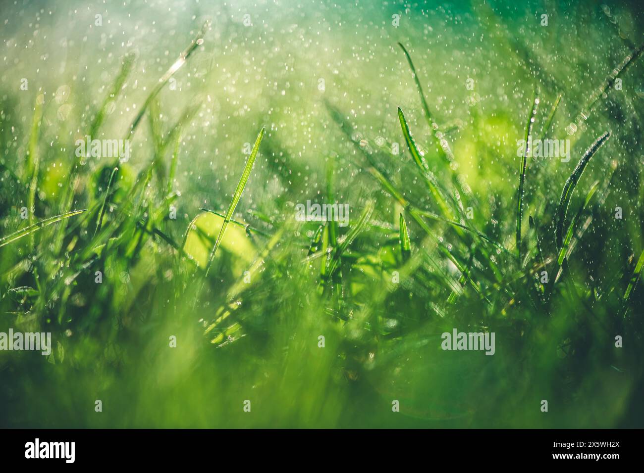 Grass with rain drops. Watering lawn. Rain. Blurred Grass Background ...